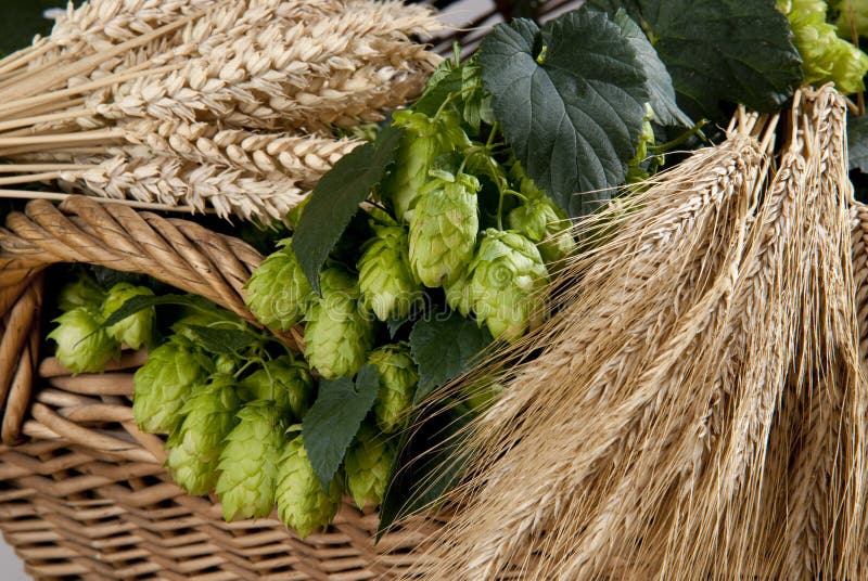 Hop cones stock image. Image of agricultural, beverages - 1987009