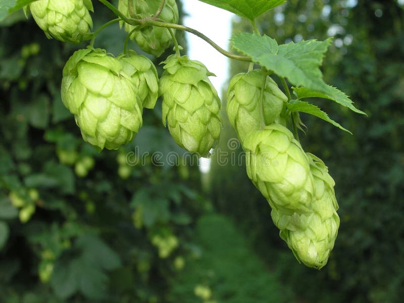 Hop cones stock image. Image of agricultural, beverages - 1987009