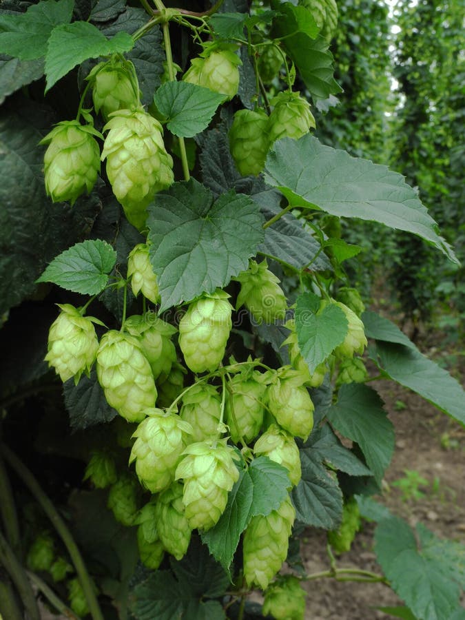 Plant hops stock image. Image of ferment, creeper, growth - 15461793