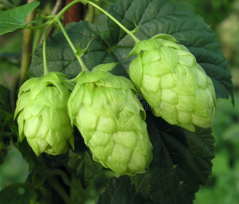Hop-cones stock image. Image of green, reaping, harvest - 2070819