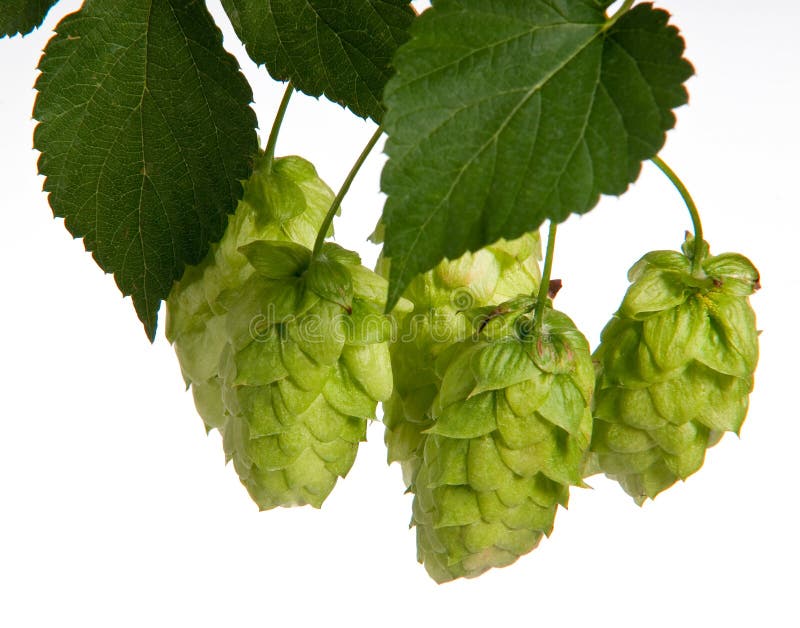 Hop cones stock photo. Image of brewing, brewery, cones - 20861588