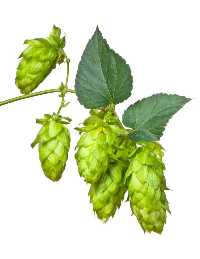 Hop cones stock image. Image of horizontal, cones, closeup - 58536523