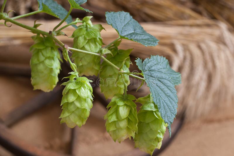 Hop cones stock image. Image of harvest, tyre, barley - 29442429