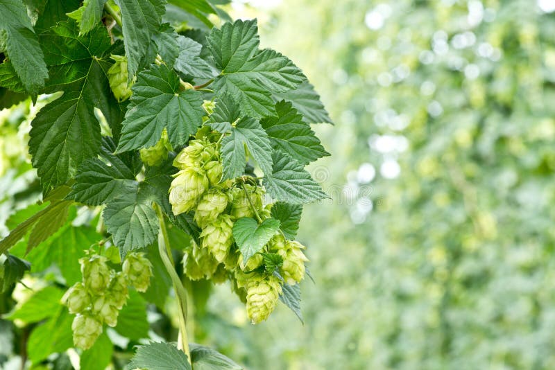 Hop cones stock photo. Image of ripe, closeup, cone, material - 38429308