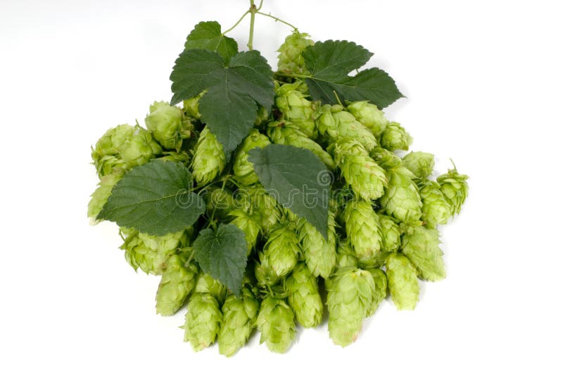 Hop cones stock photo. Image of fermentation, isolated - 6067424