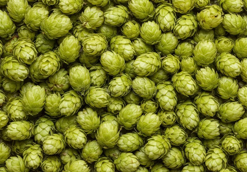 Hop Cones Background, Top View Stock Illustration - Illustration of ...