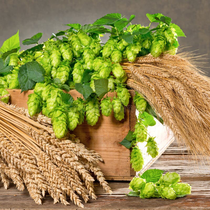 Green Hops, Malt, Ears of Barley and Wheat Grain Stock Image - Image of ...