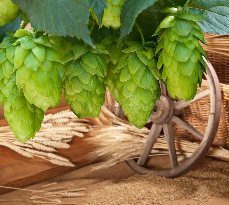 Hop cones stock image. Image of agronomy, brewery, sack - 29793835