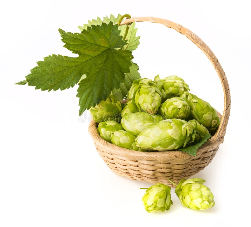Hop cones in a basket stock image. Image of drink, brewed - 33910373