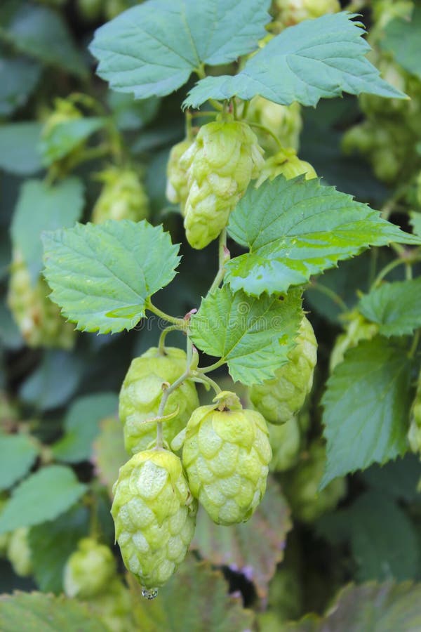 Hop cones stock photo. Image of fruit, ferment, garden - 80062254