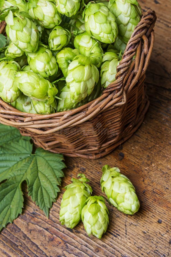 Hop cones stock image. Image of botanical, agriculture - 33911129