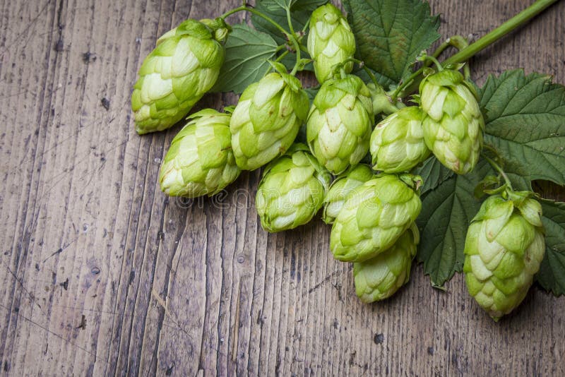 Hop cones stock image. Image of fresh, culture, green - 33911219