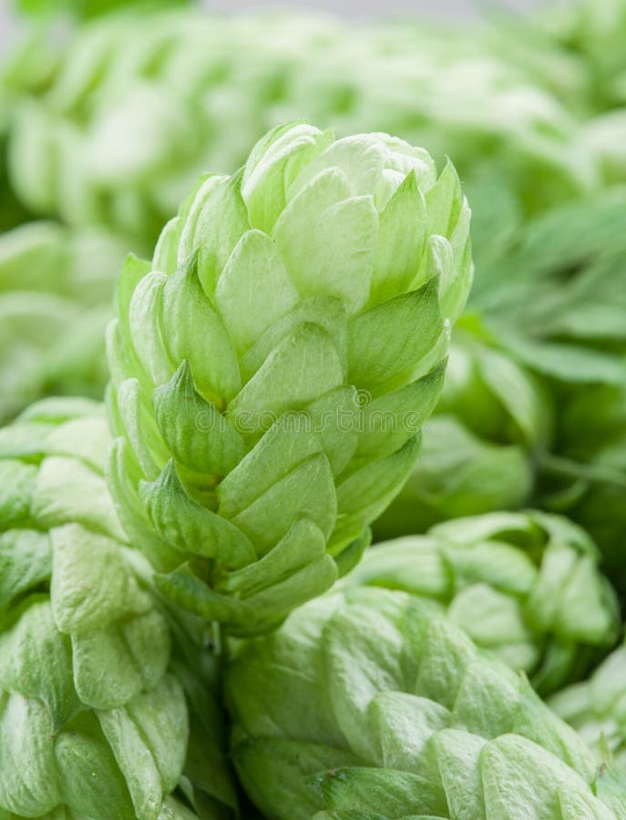 Hop cones. stock photo. Image of organic, cones, brewing - 60218272