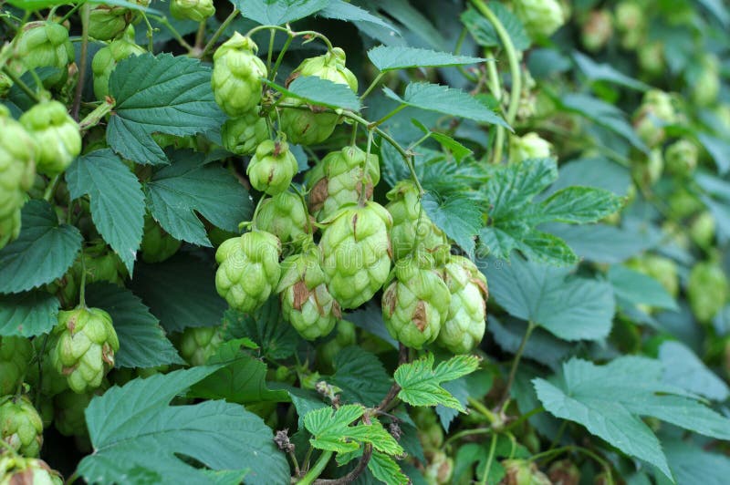 On the Stem of the Plant Cones of Hops Stock Image - Image of ...