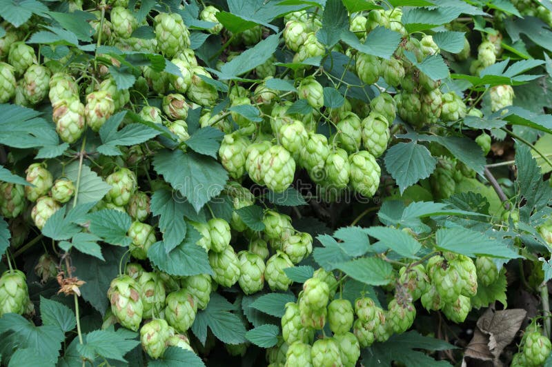 On the Stem of the Plant Cones of Hops Stock Photo - Image of ferment ...