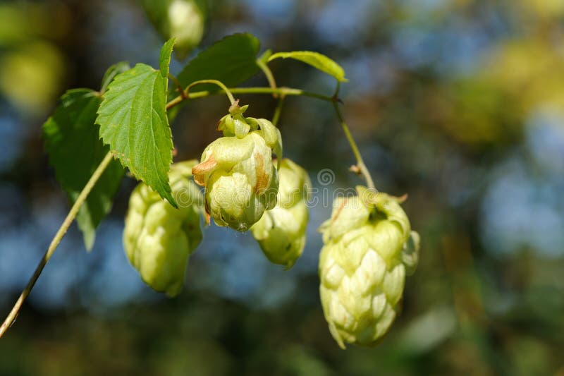 Hop Cones stock photo. Image of natural, branch, lupulus - 34454020