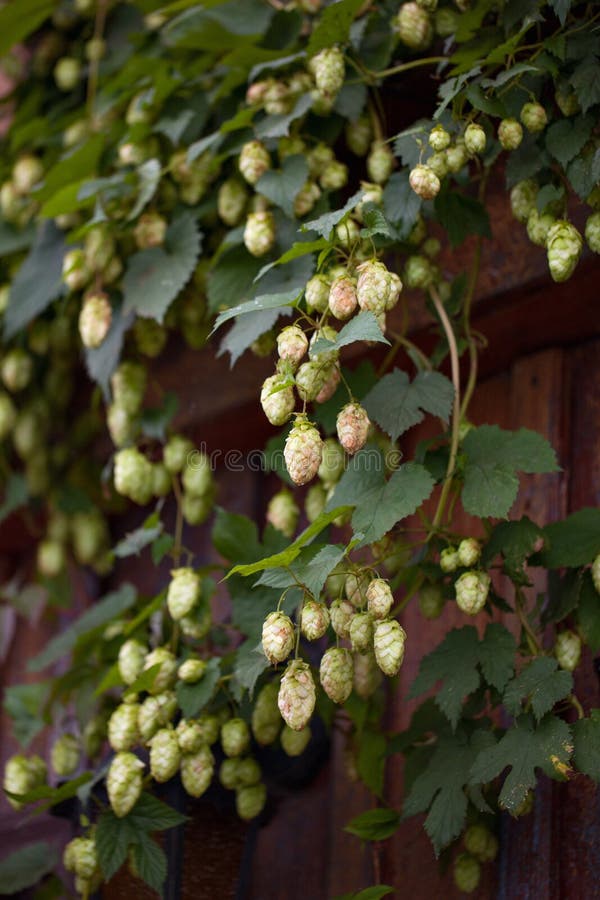 Hop cones stock image. Image of vegetation, leaves, bitter - 49925135