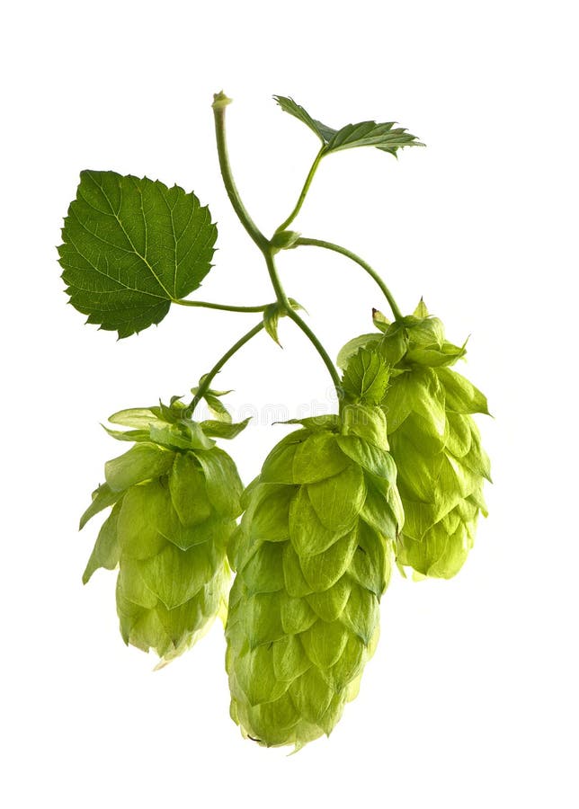 Hop Cones Isolated stock image. Image of brew, flavor - 111413373