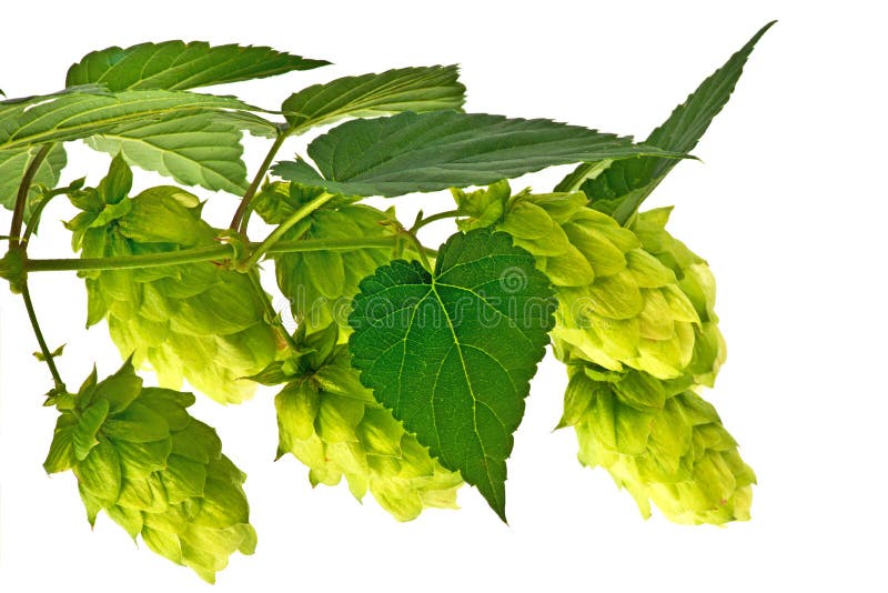 Hop cones isolated stock photo. Image of depth, republic - 124875420