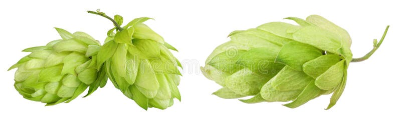 Hop Cones Isolated on White Background. Beer Brewing Ingredients Stock ...