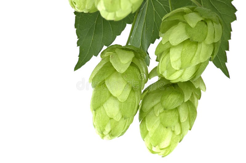 Hop Cones with Leaf Over a White Background Stock Image - Image of ...