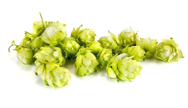 Hop stock photo. Image of white, leaf, liana, branch - 58370200