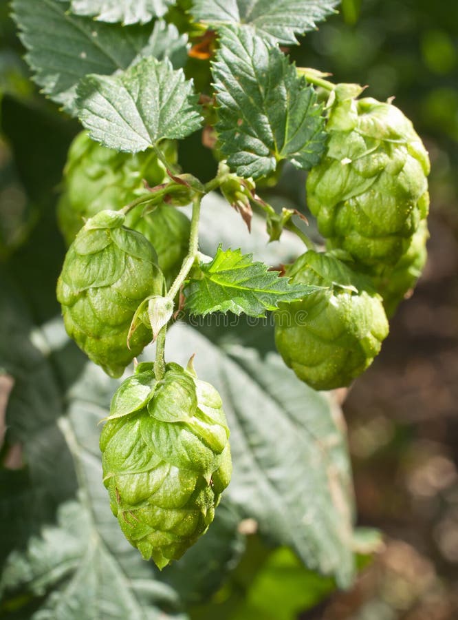 Hop cones stock photo. Image of ripened, harvest, herb - 39133666
