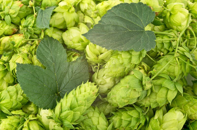Hop cones stock image. Image of ripened, hops, brew, crop - 33235701