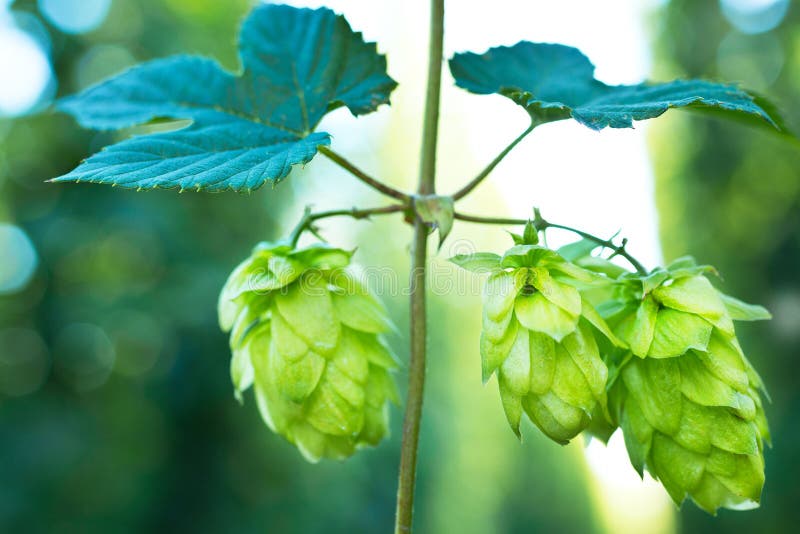 Hop Cones stock photo. Image of leav, plant, herb, lupulus - 45087028