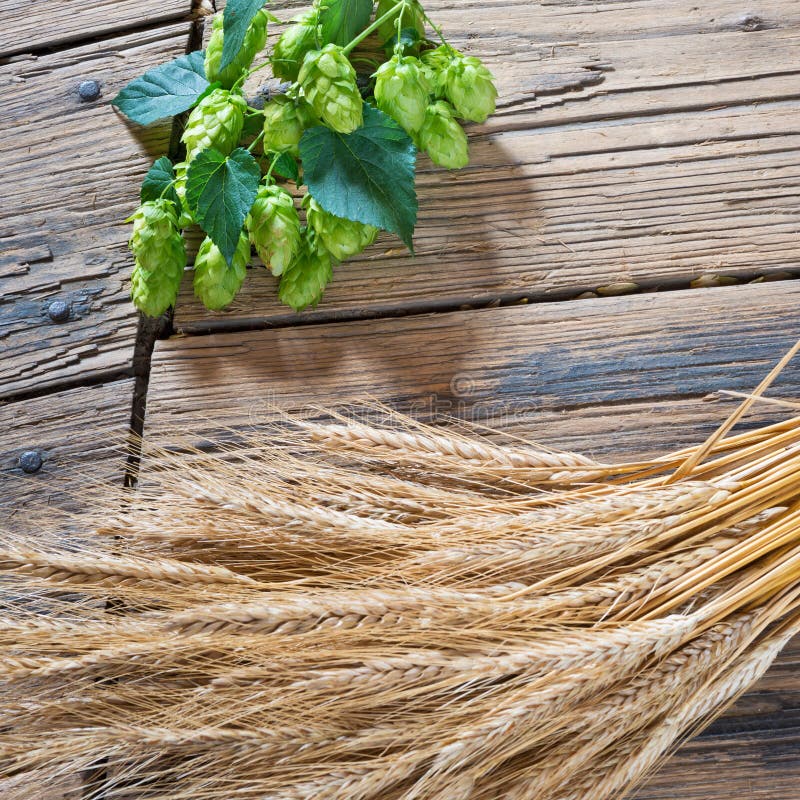 Hop Cones with Sheaf of Barley Stock Image - Image of barley, cereal ...