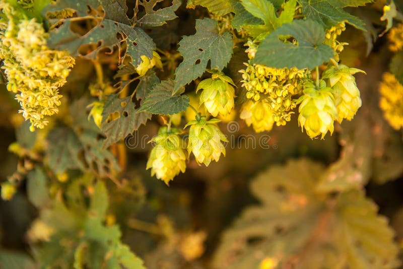 Hop cones on a stalk stock image. Image of hops, summer - 58358331
