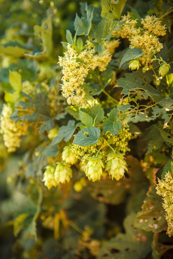 Hop cones on a stalk stock image. Image of plant, brewing - 58358343