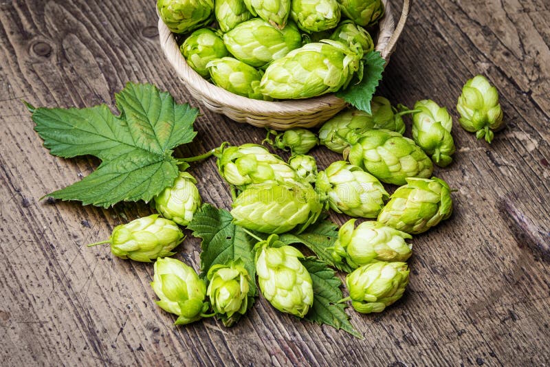 Hop cones stock image. Image of cloe, close, climbing - 33910309