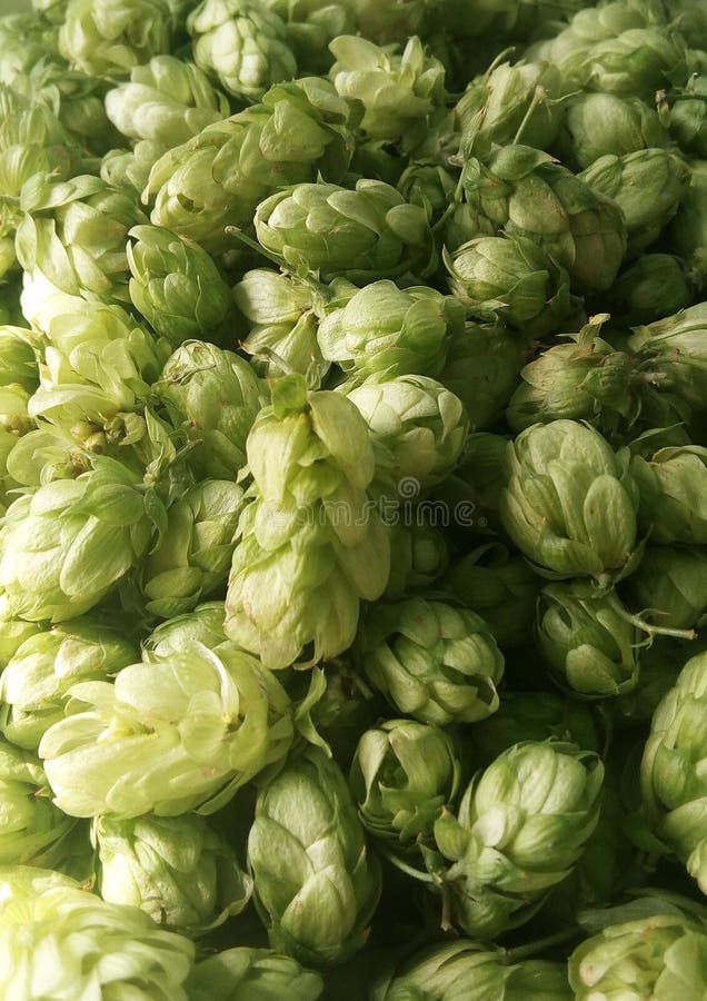 Hop cones texture stock photo. Image of green, herbal - 220110086