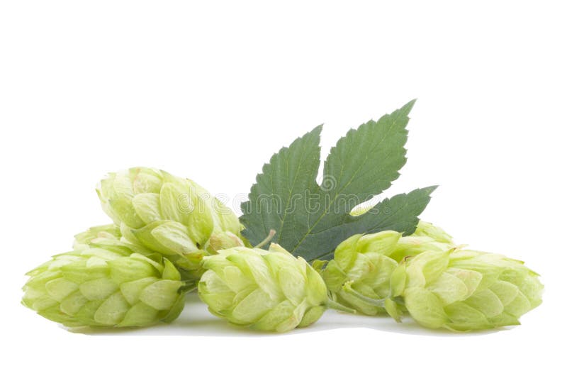 Hop cone stock photo. Image of growth, bitter, beer, ferment - 15958678