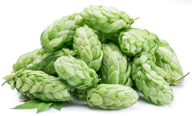 Hop cones. stock photo. Image of bitter, beer, natural - 60744556