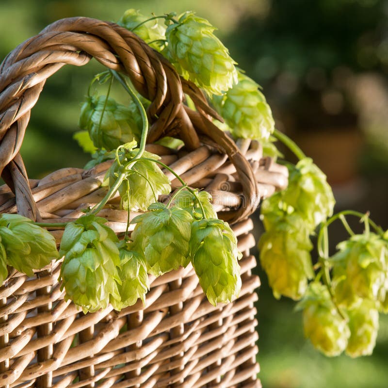 Hop Cones in the Wicker Basket Stock Photo - Image of herb, farming ...