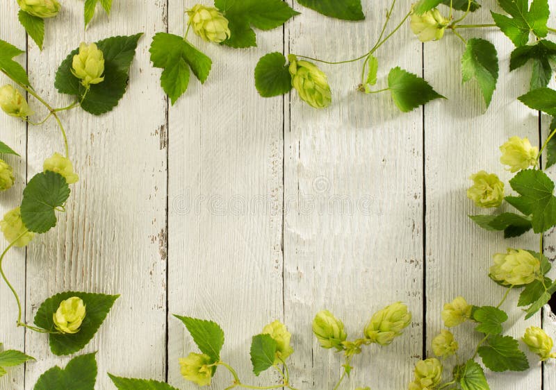 Hop cones on wood stock image. Image of harvest, herbal - 66073913