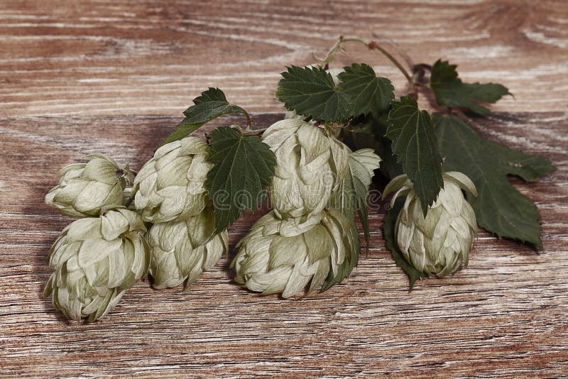 Hop Cones on a Wooden Surface Retro Stock Photo - Image of interior ...