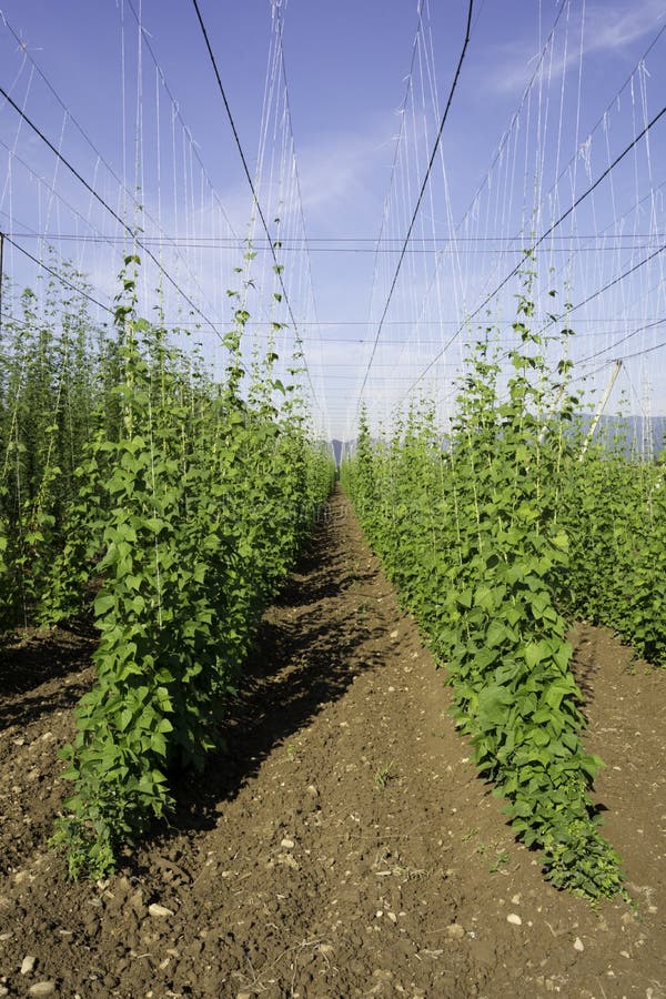 Hop crop rows and blue sky stock photo. Image of brewing - 43045020
