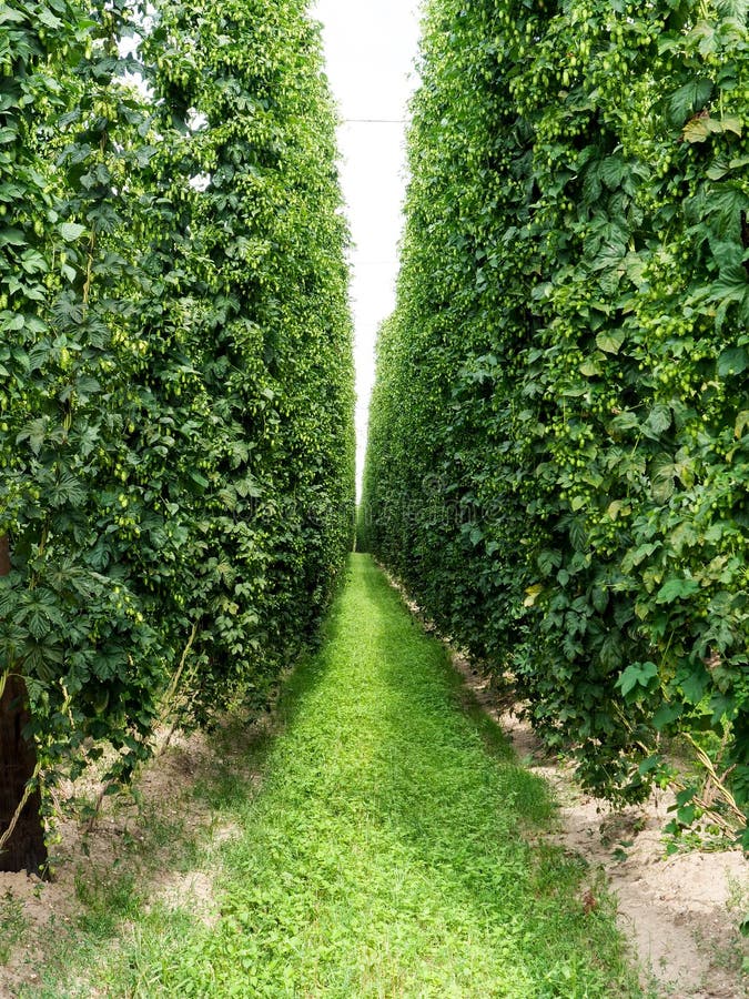 Hop Cultivation for Beer Production Stock Image - Image of brewery ...