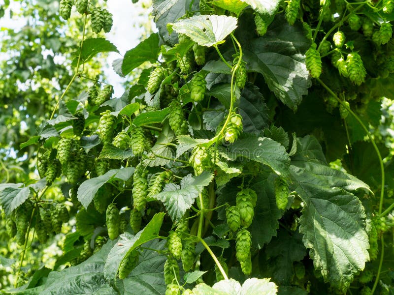 Hop Cultivation for Beer Production Stock Photo - Image of alcohol ...