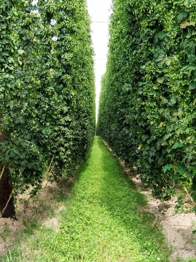Hop Cultivation for Beer Production Stock Image - Image of food, grow ...