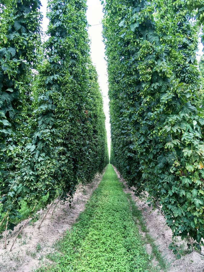 Hop Cultivation for Beer Production Stock Photo - Image of brewery ...