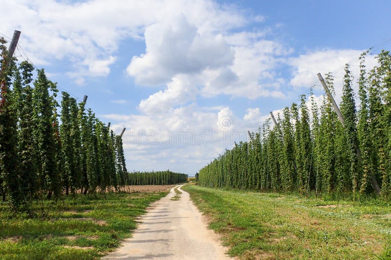 Hop Cultivation for Beer Production Stock Photo - Image of field, break ...