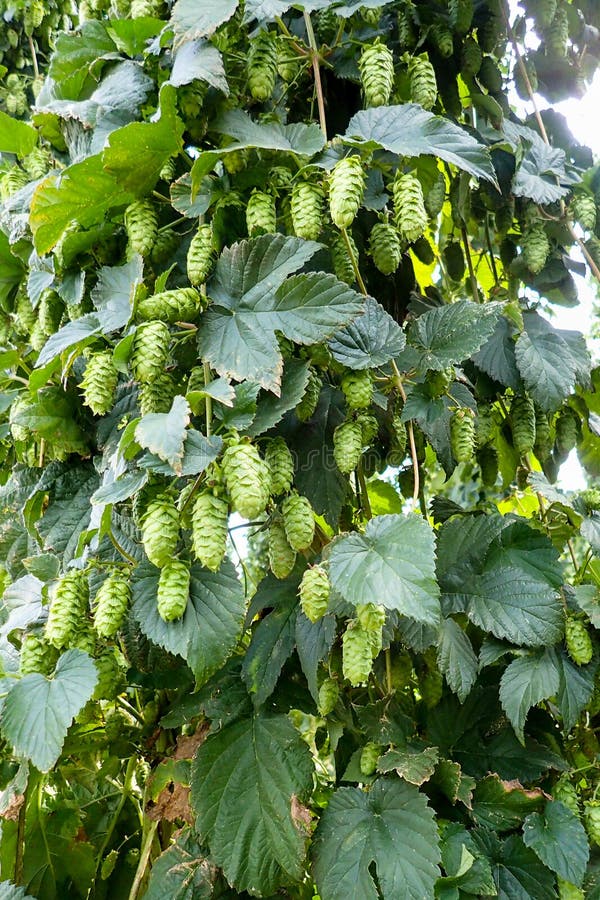 Hop Cultivation for Beer Production Stock Photo - Image of beer ...