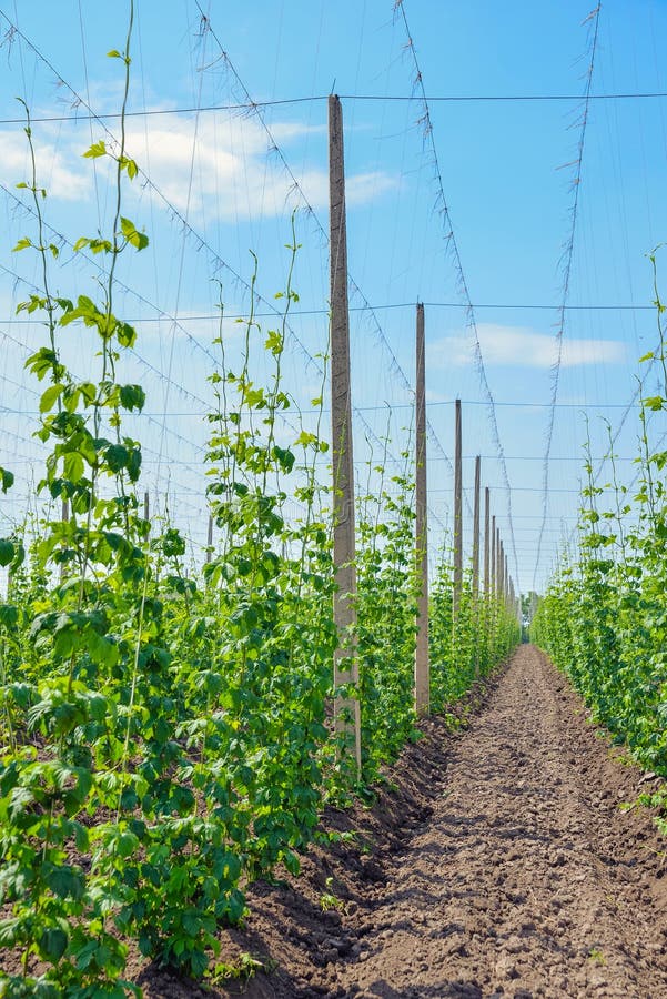 Hop Cultivation on the Plantation Stock Photo - Image of humulus ...