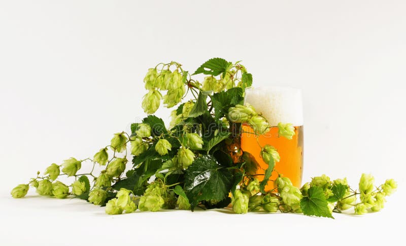 Hop en bier stock foto. Image of lagerbier, ingrediënt - 26400058