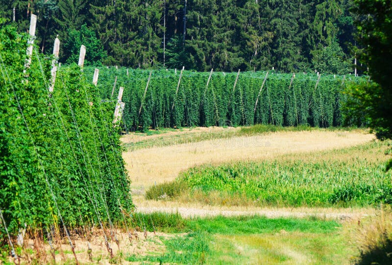 Hopfenfeld in Deutschland stockbild. Bild von brauen - 141491197