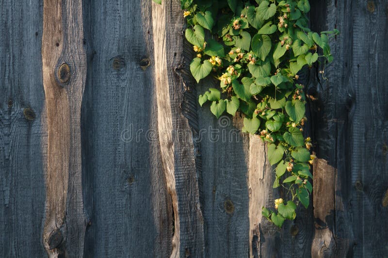 Hop on the fence stock image. Image of natural, agriculture - 49030253